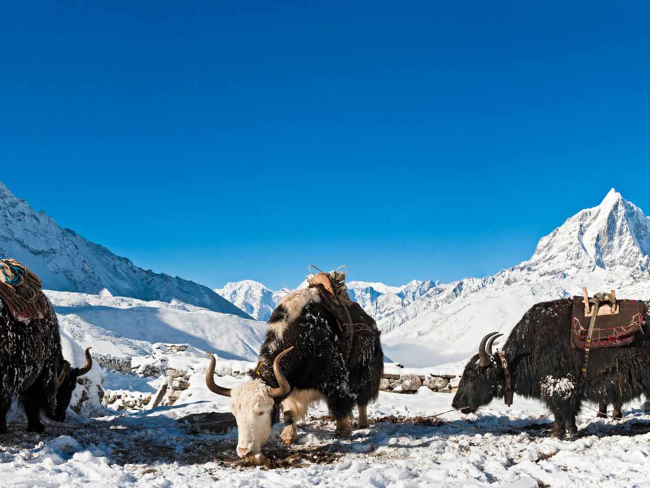 A Himalayan honeymoon | Expedia